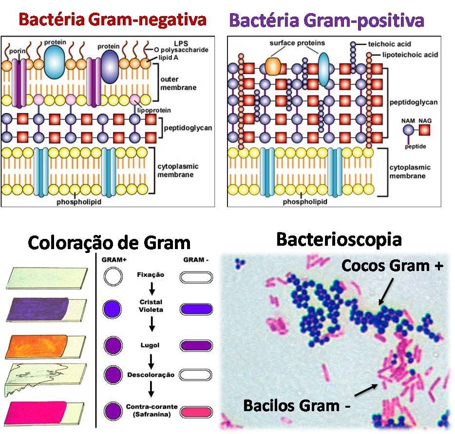 Imagem: Coloração de Gram | blog infectologia em geral